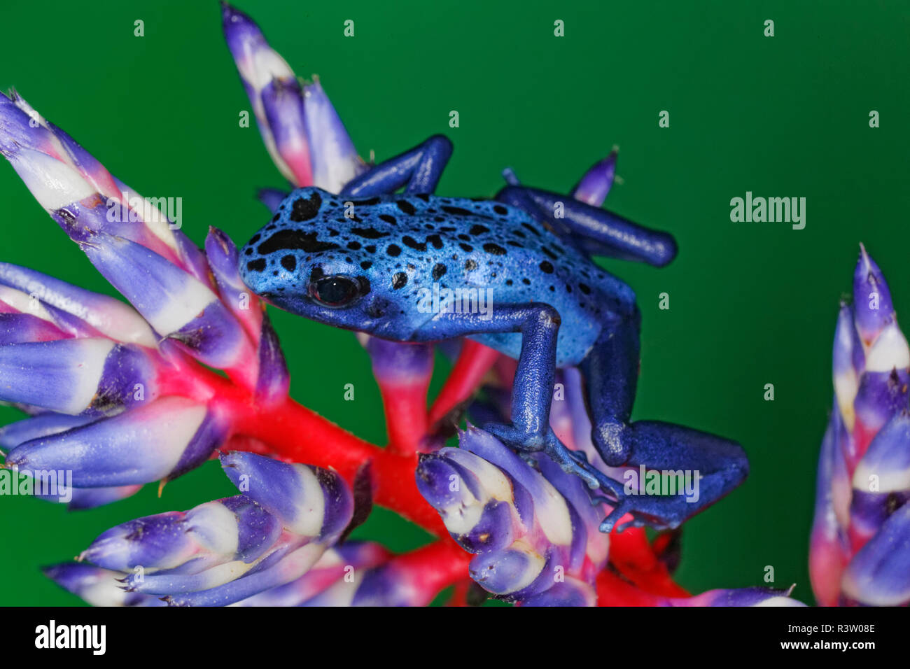 Blue poison dart frog, or Blue azureus, Dendrobates tinctorius 'azureus ...