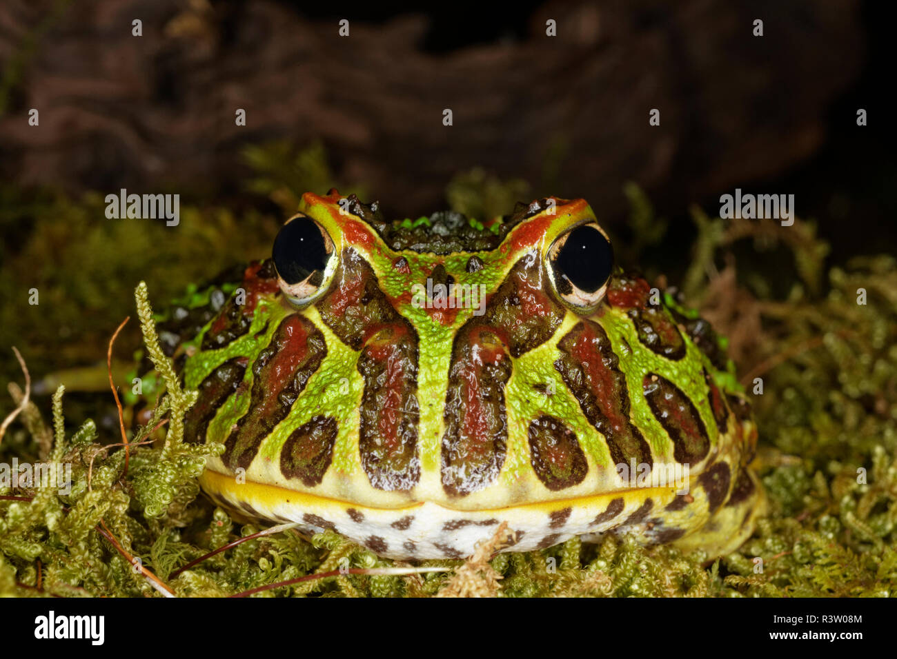 Argentine horned frog, also known as Argentine wide-mouthed frog or ...