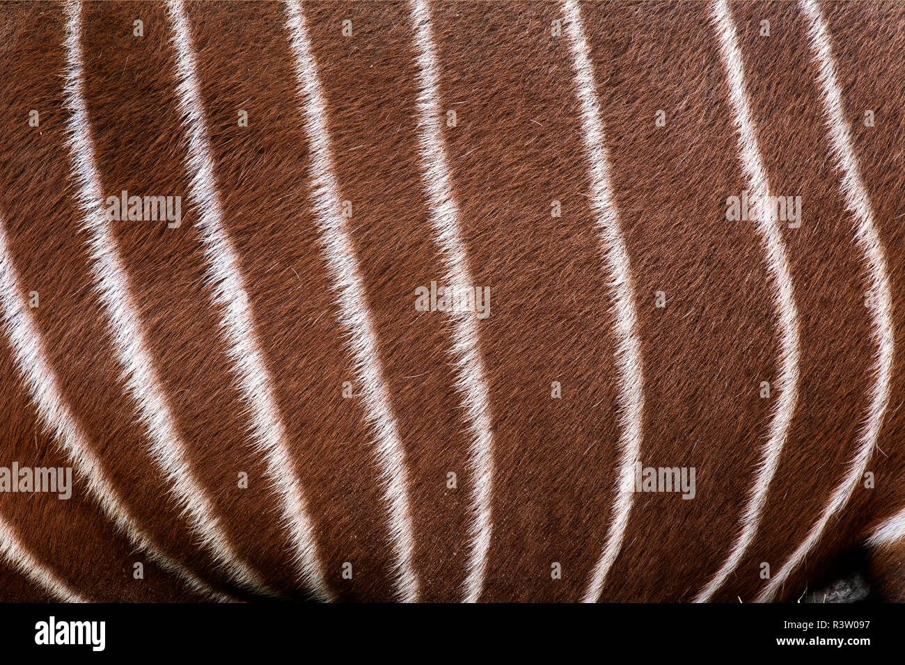 Stripe pattern on side of Bongo, Tragelaphus eurycerus isaaci Stock ...