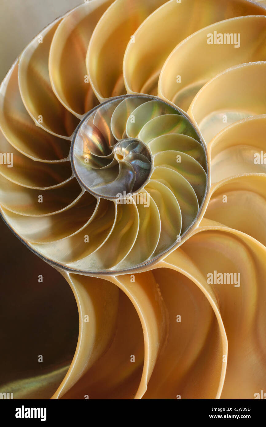 Chambered Nautilus shell, Nautilus pompilius Stock Photo - Alamy