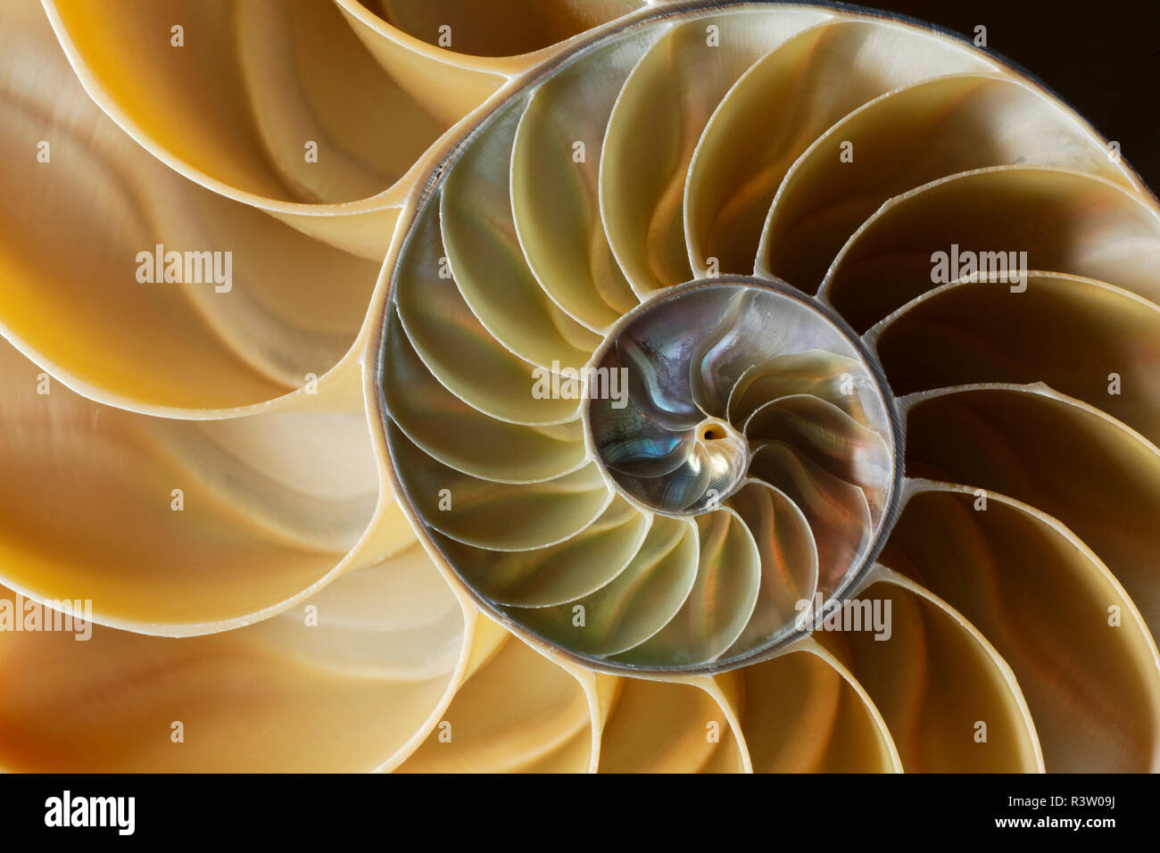 Chambered Nautilus shell close-up pattern, Nautilidae Stock Photo - Alamy