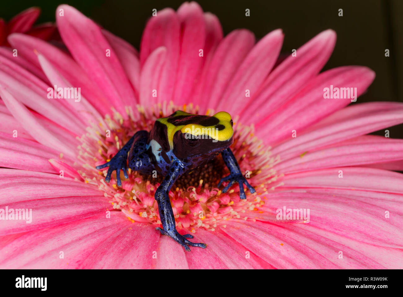 Dyeing poison dart frog, Dendrobates tinctorius, native to South ...