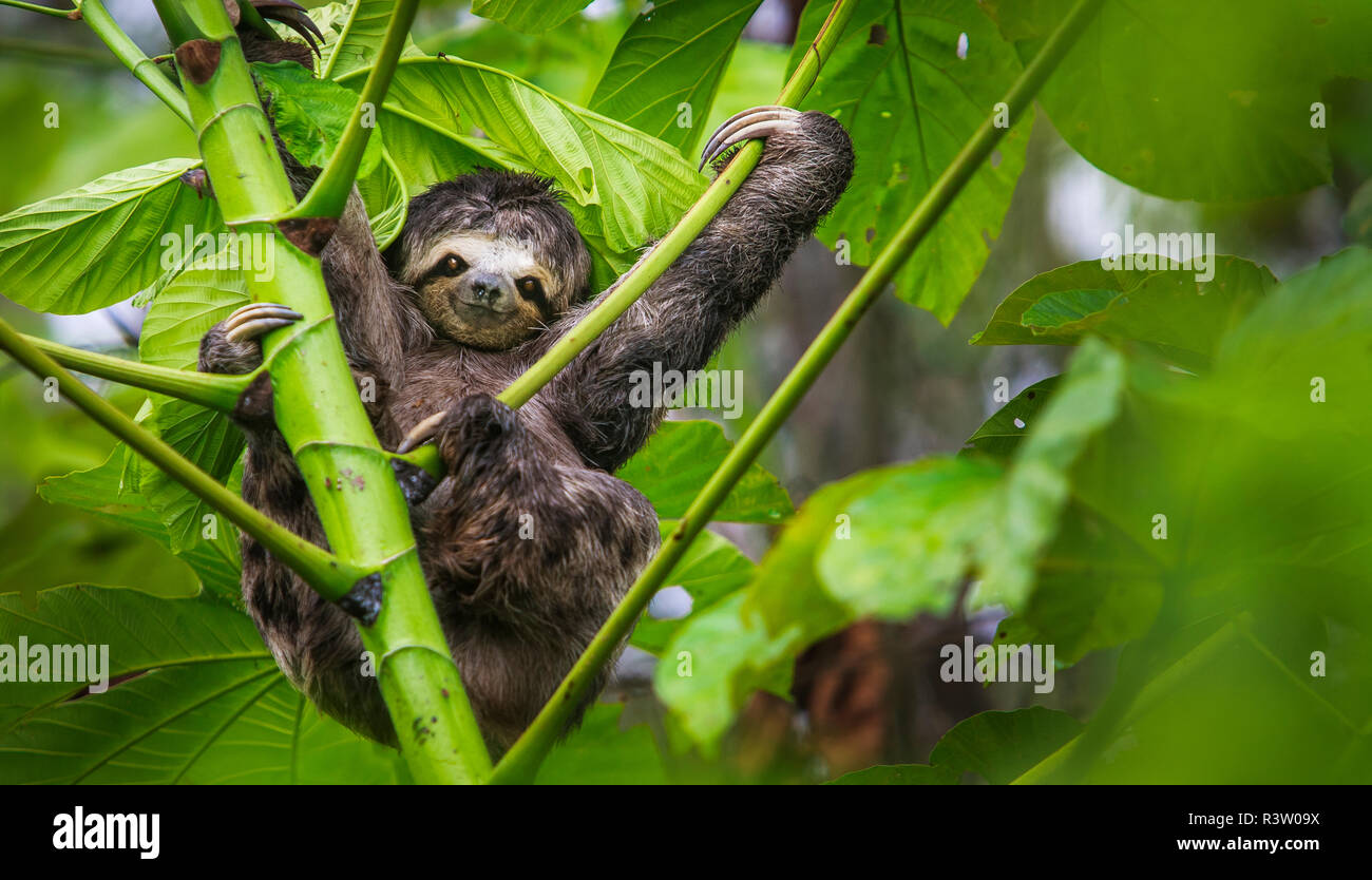 The three-toed sloth moves deliberately though the canopy of the South ...