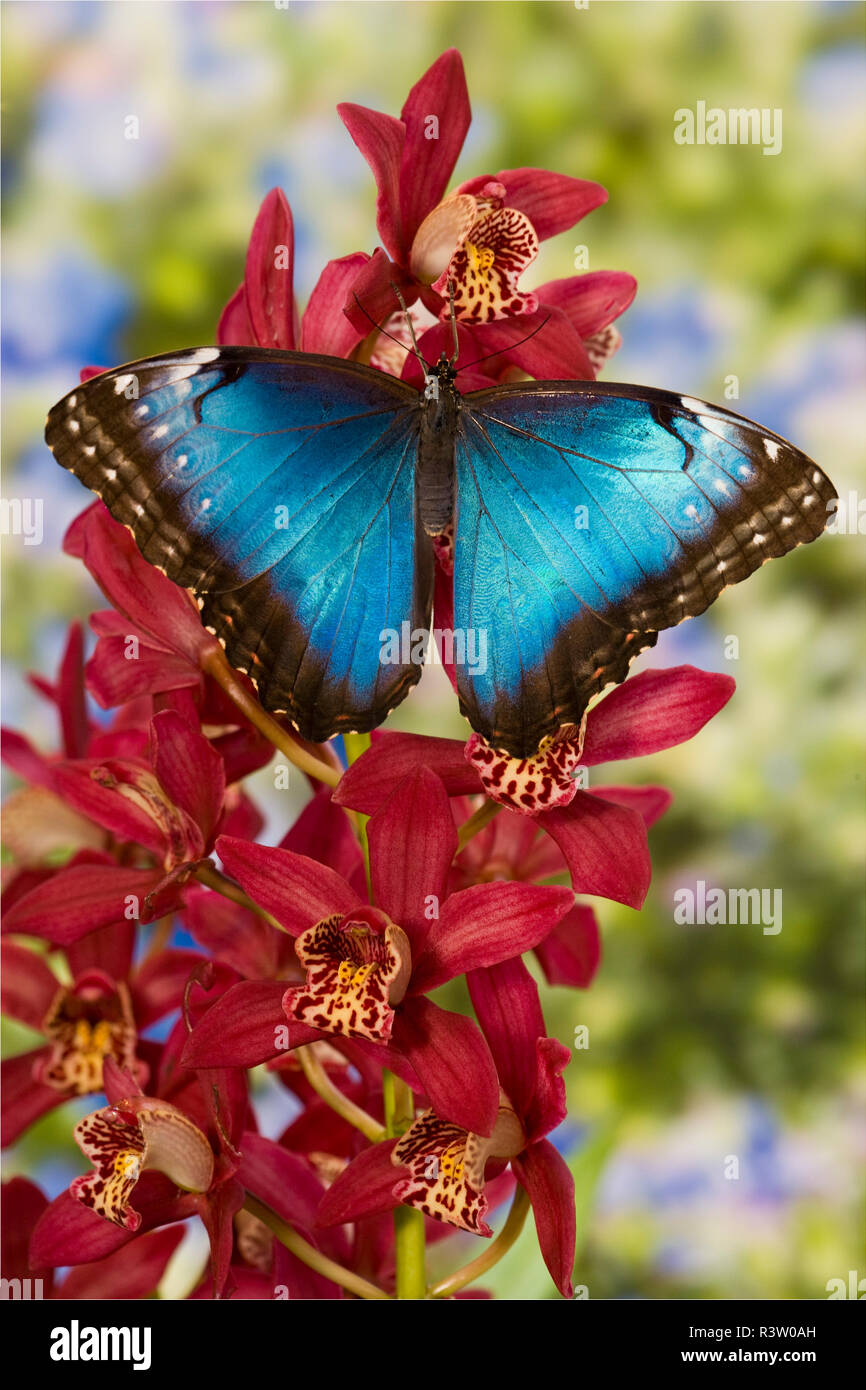 Blue Morpho Butterfly, Morpho peleides, on pink Orchid Stock Photo - Alamy