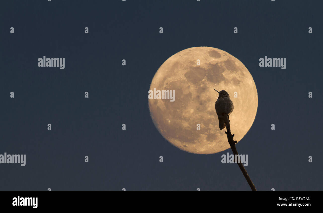 A hummingbird sits in silhouette on a perch inside the full moon ...
