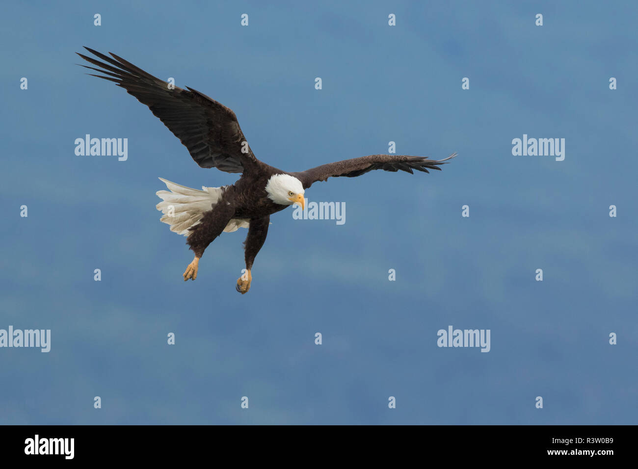 Bald Eagle Preparing to Grab a Fish Stock Photo - Alamy