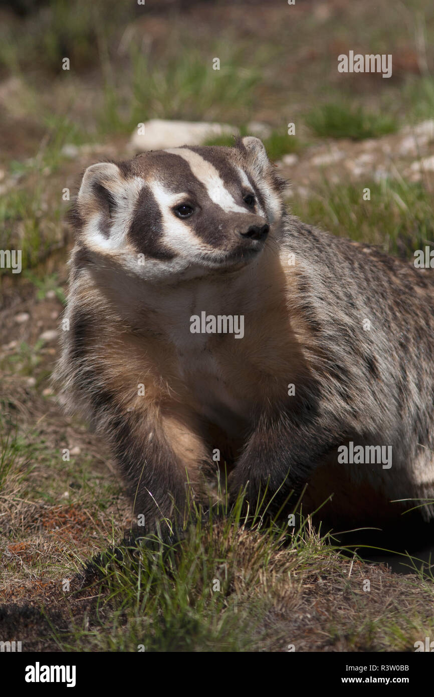 American badger burrow hi-res stock photography and images - Alamy