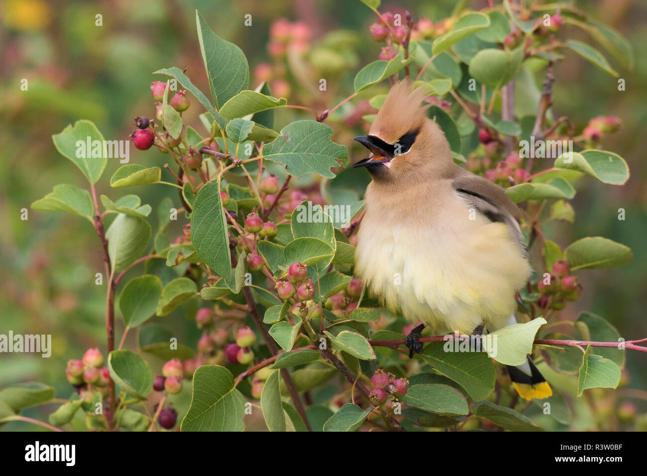 Cedar Waxwing on Blueberry Bush Stock Photo - Alamy