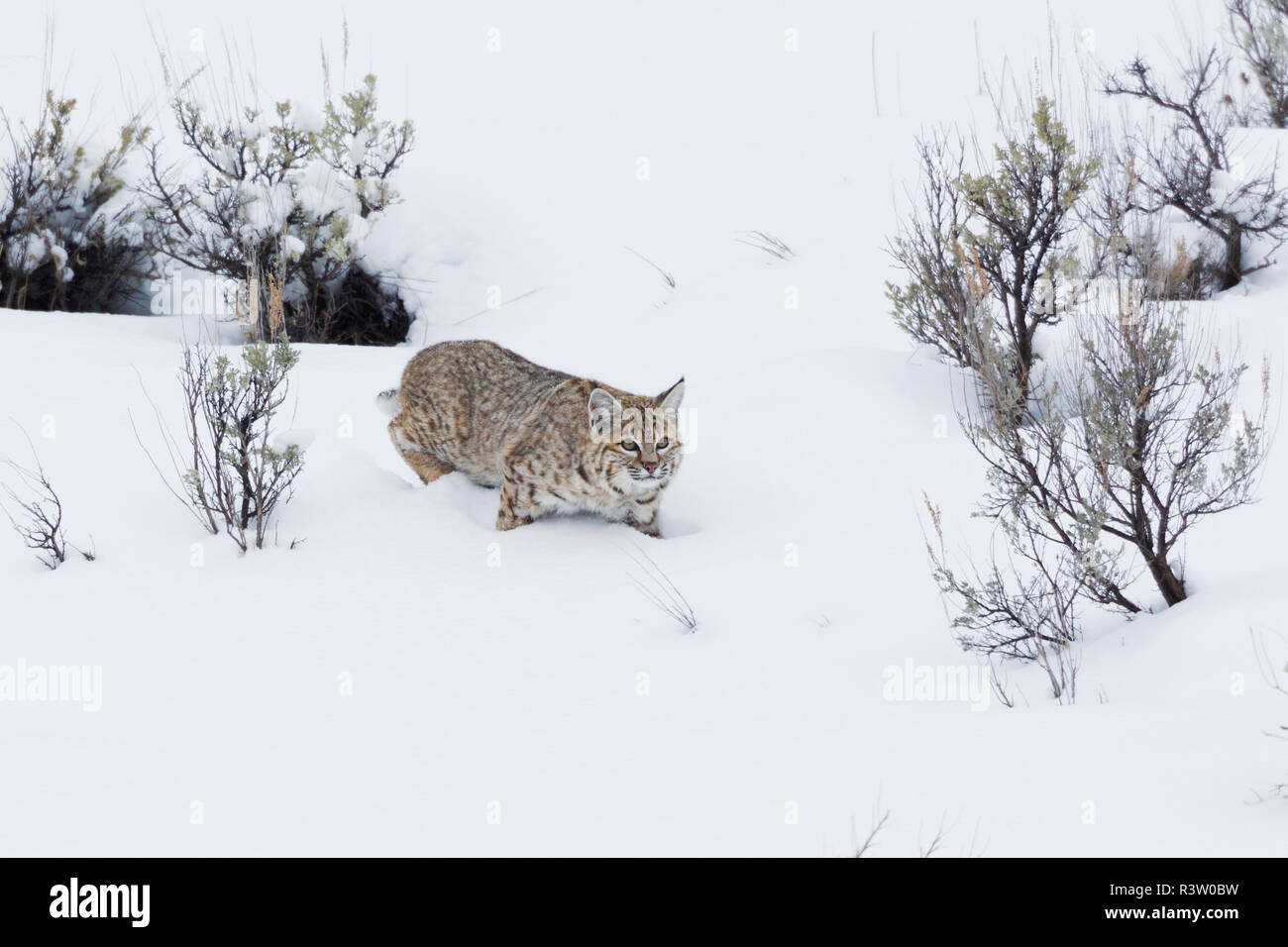 Bobcat stalking hi-res stock photography and images - Alamy