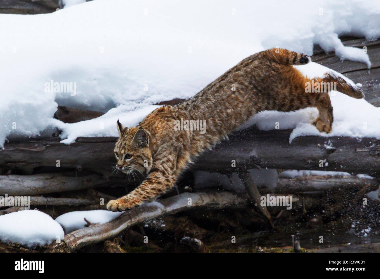 Bobcat stalking hi-res stock photography and images - Alamy