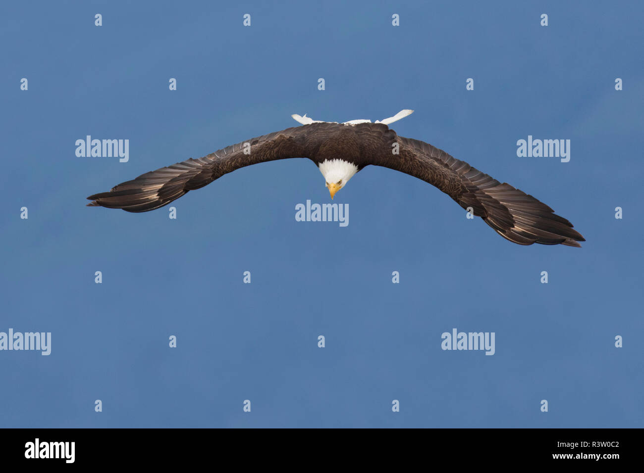 Bald Eagle diving Stock Photo - Alamy
