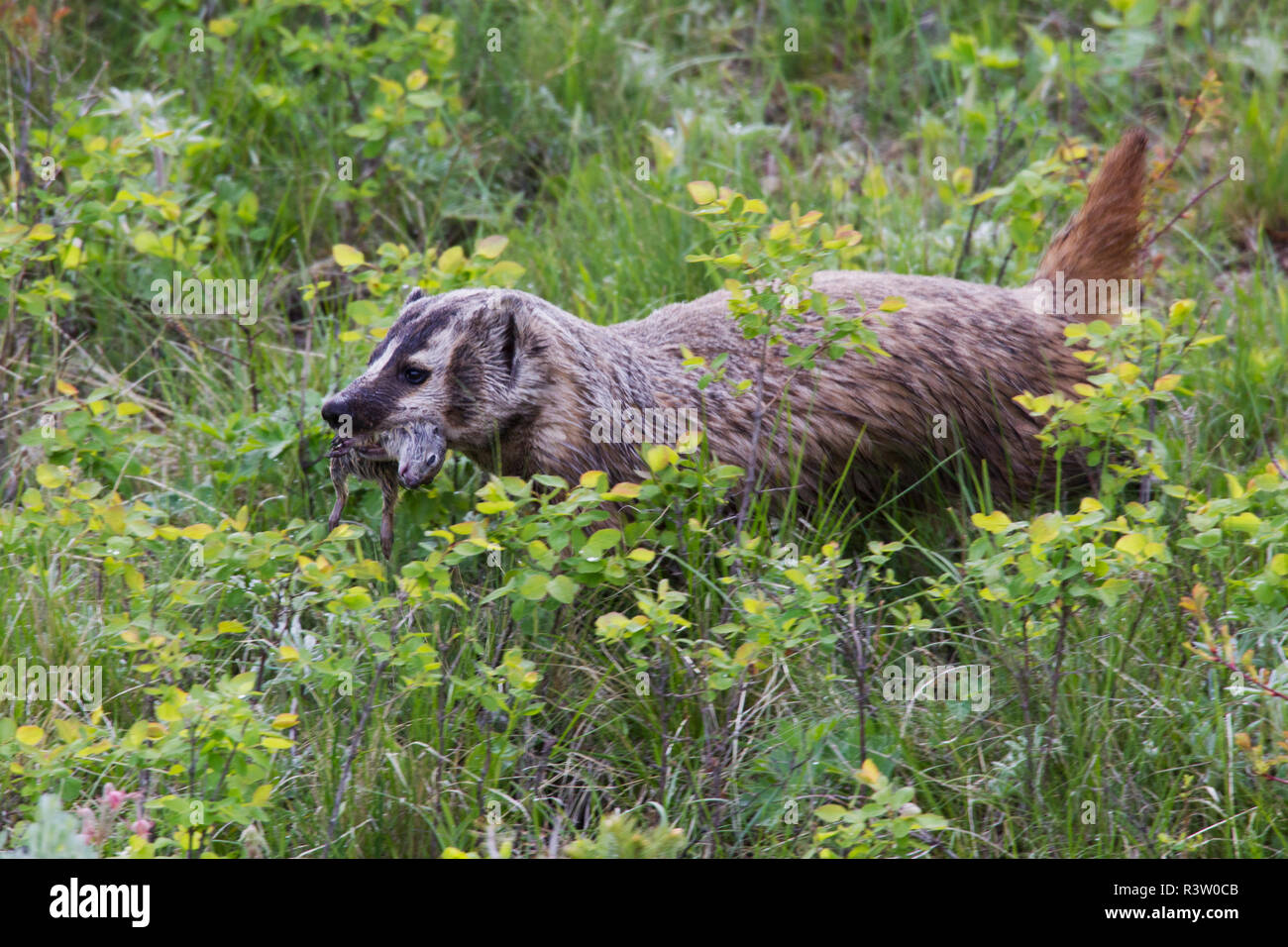 American Badger with meal Stock Photo - Alamy