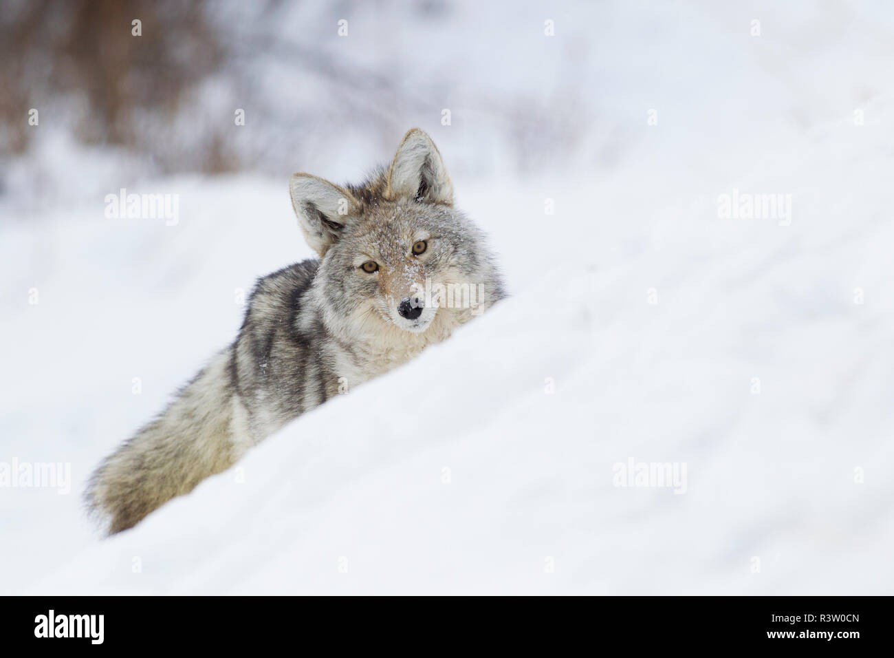 Coyote, winter stalking Stock Photo - Alamy