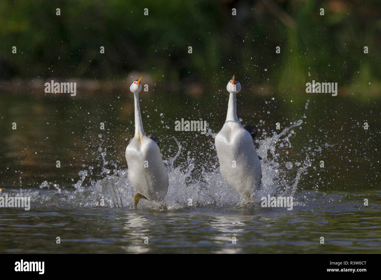 Clark's Grebe's Courtship Display Stock Photo - Alamy