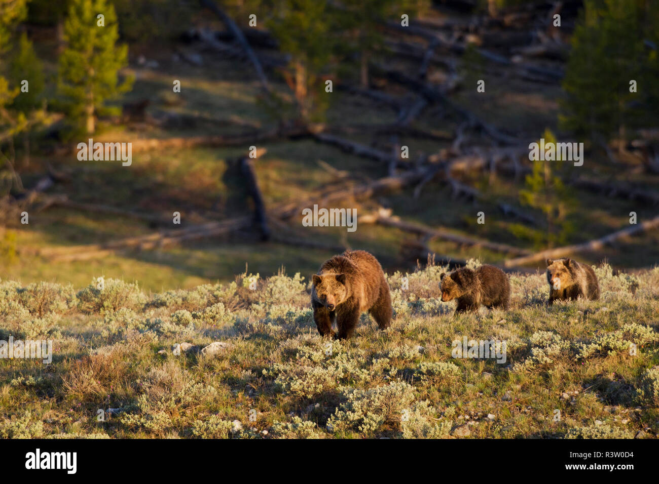 Grizzly Bear Sow with Cubs Stock Photo - Alamy