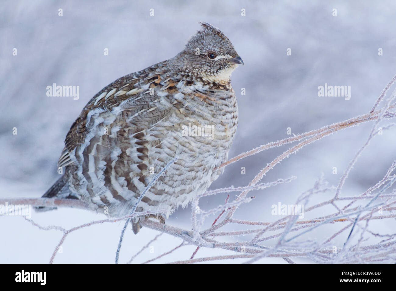36 degrees hi-res stock photography and images - Alamy