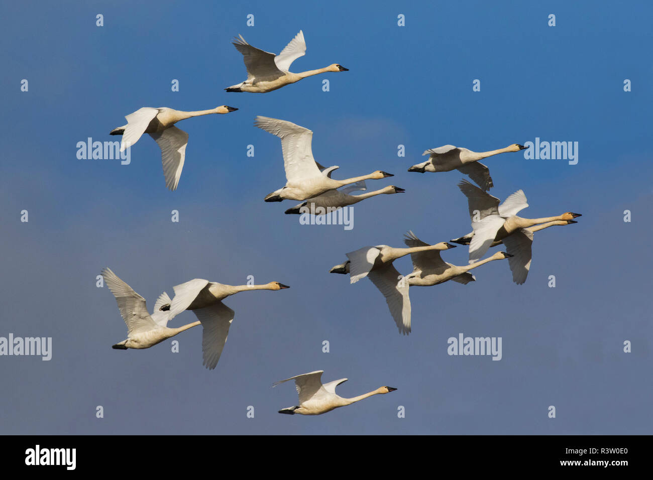 Tundra swans migrating Stock Photo - Alamy