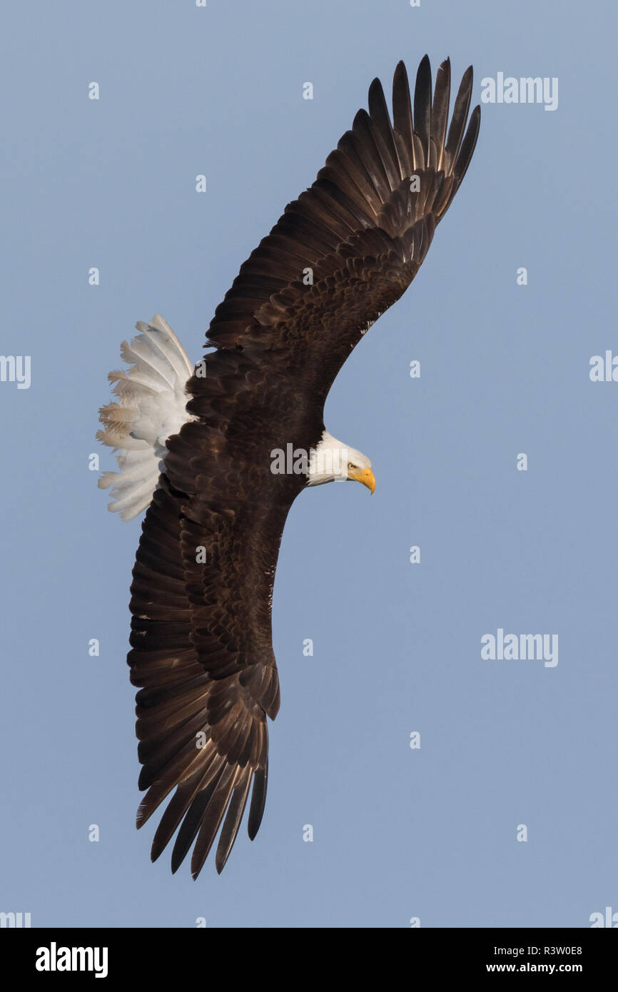 Bald Eagle flying Stock Photo - Alamy