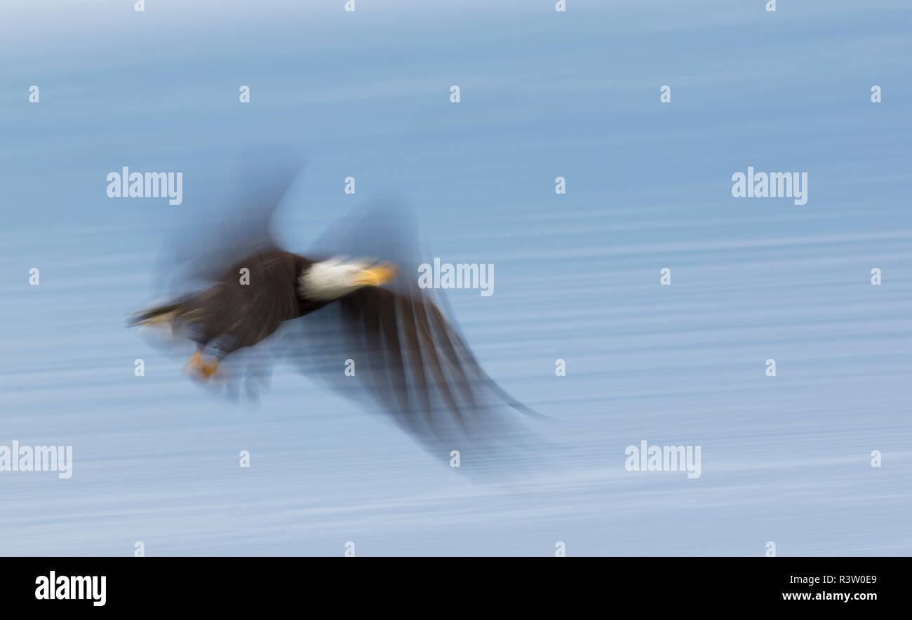 Bald Eagle, slow motion flight Stock Photo - Alamy