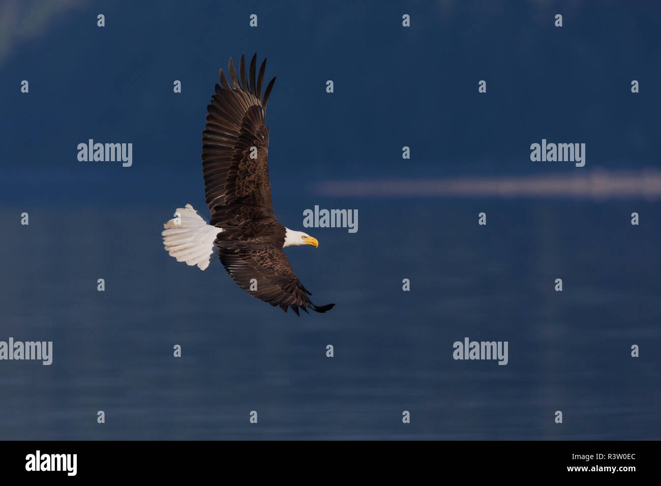 Bald Eagle flying Stock Photo - Alamy