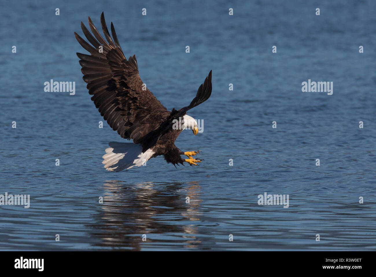Bald Eagle going after prey Stock Photo - Alamy