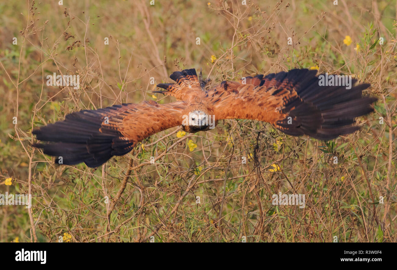 Strike hawk hi-res stock photography and images - Alamy