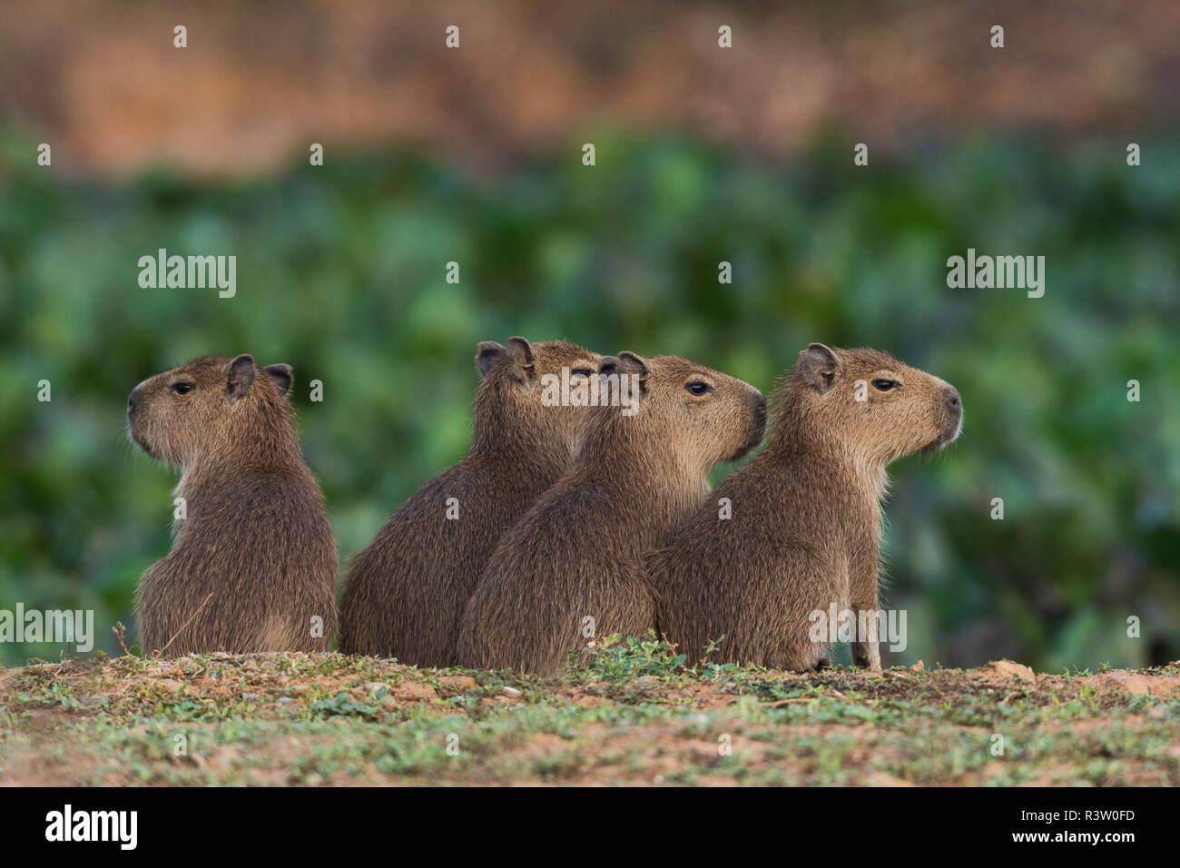 Capybara, youngsters along the edge Stock Photo - Alamy