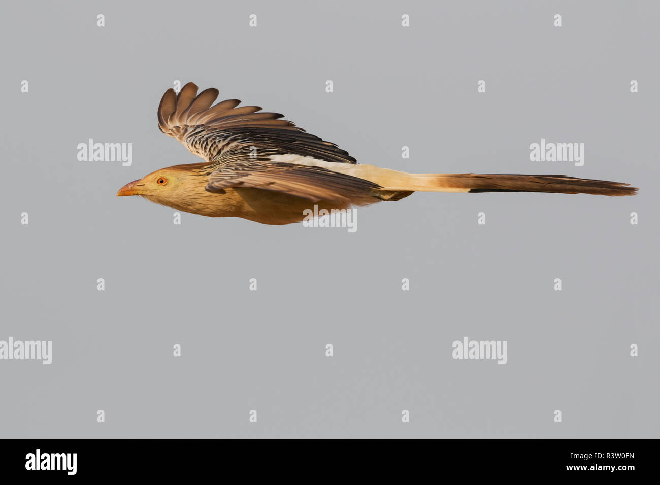 Cuckoo flying hi-res stock photography and images - Alamy