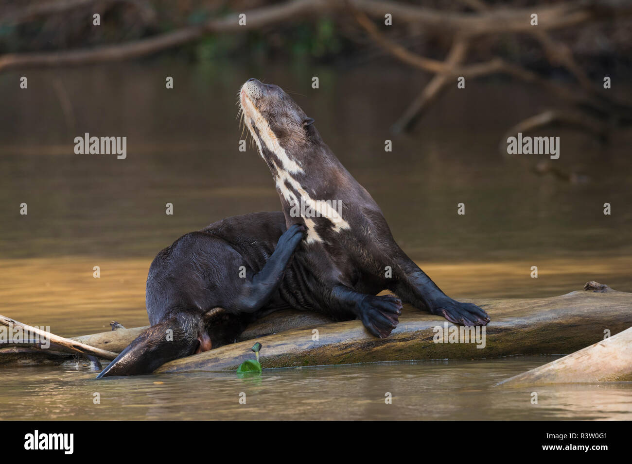 Giant Otter scratching Stock Photo - Alamy
