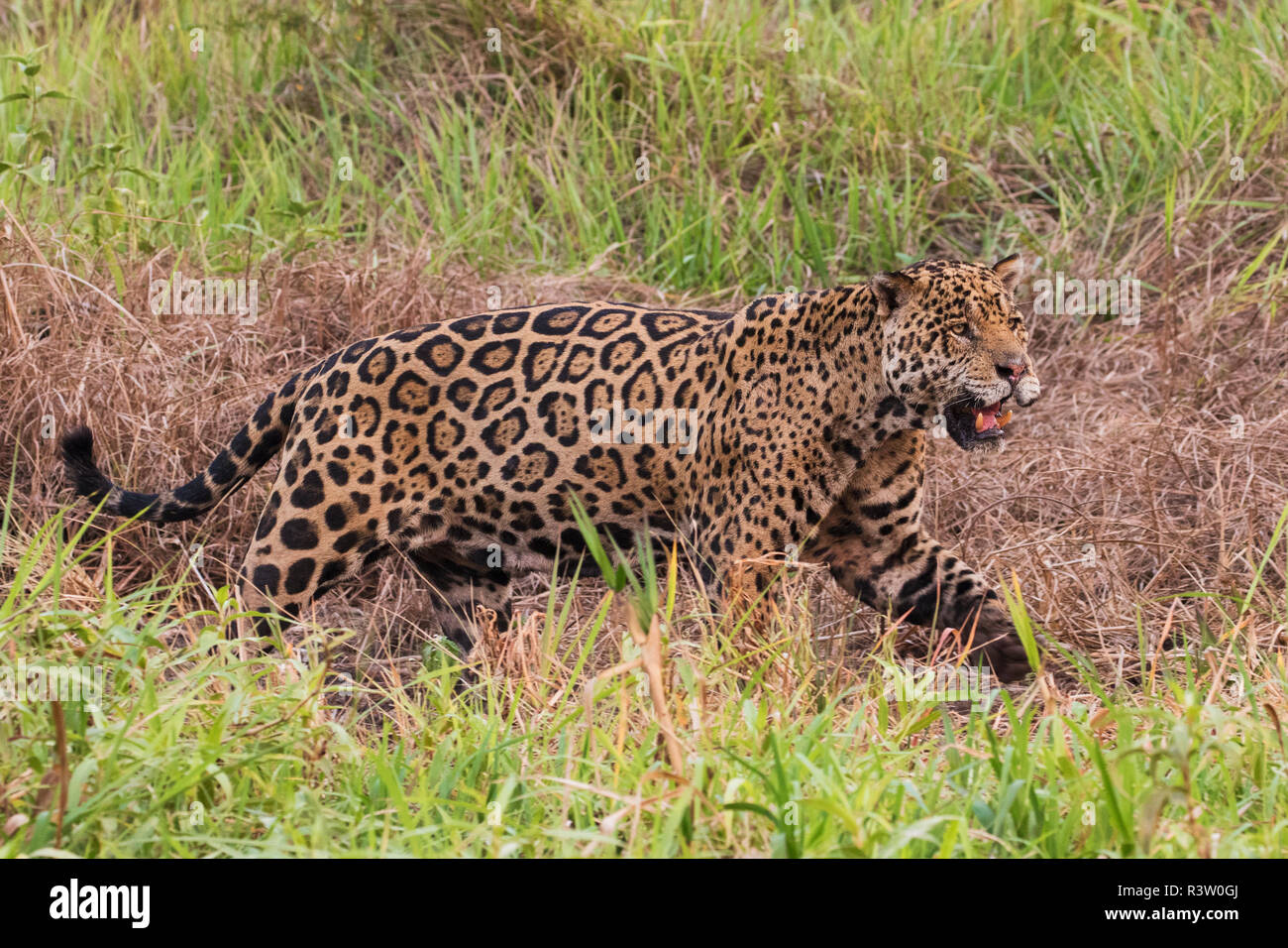 Jaguar prowling hi-res stock photography and images - Alamy