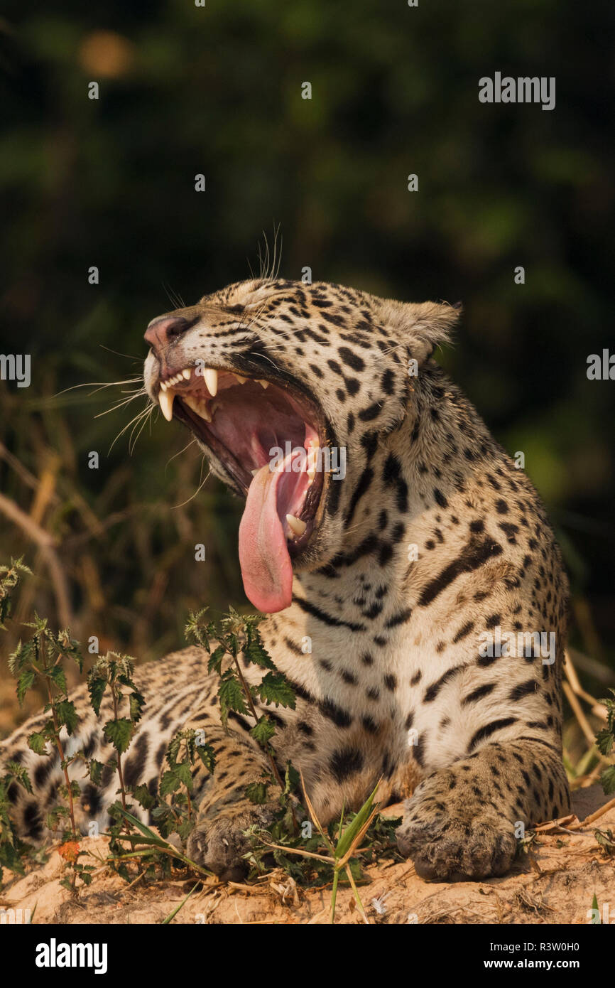 Jaguar panthera onca yawning hi-res stock photography and images - Alamy