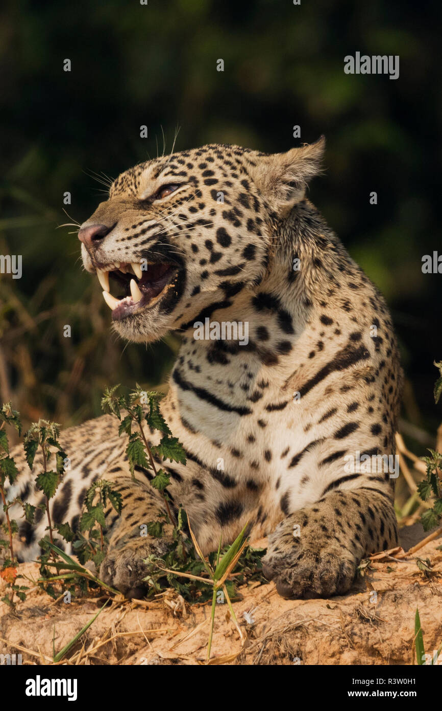 Jaguar Yawning Stock Photos & Jaguar Yawning Stock Images - Alamy