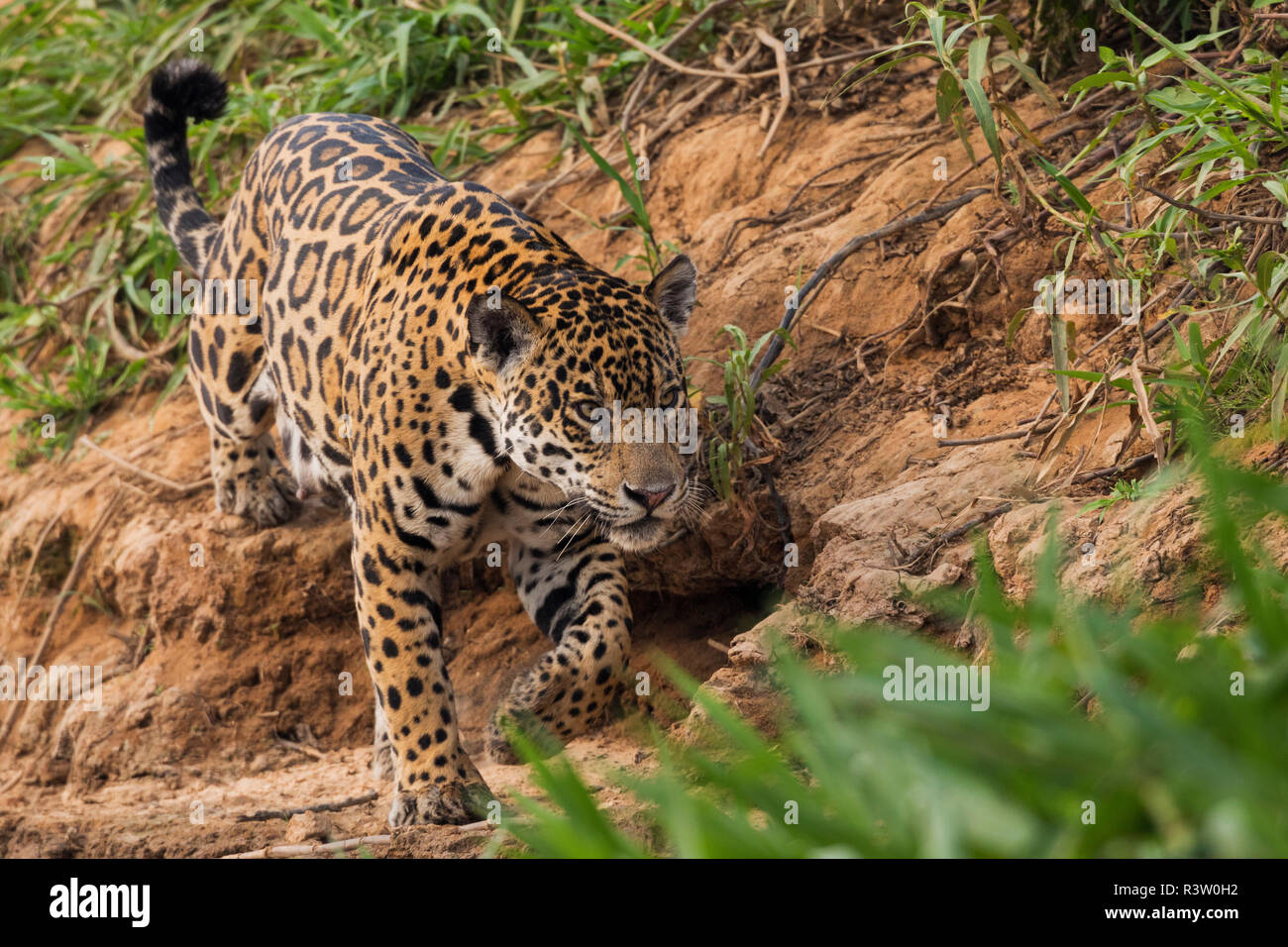 Jaguar stalking hi-res stock photography and images - Alamy
