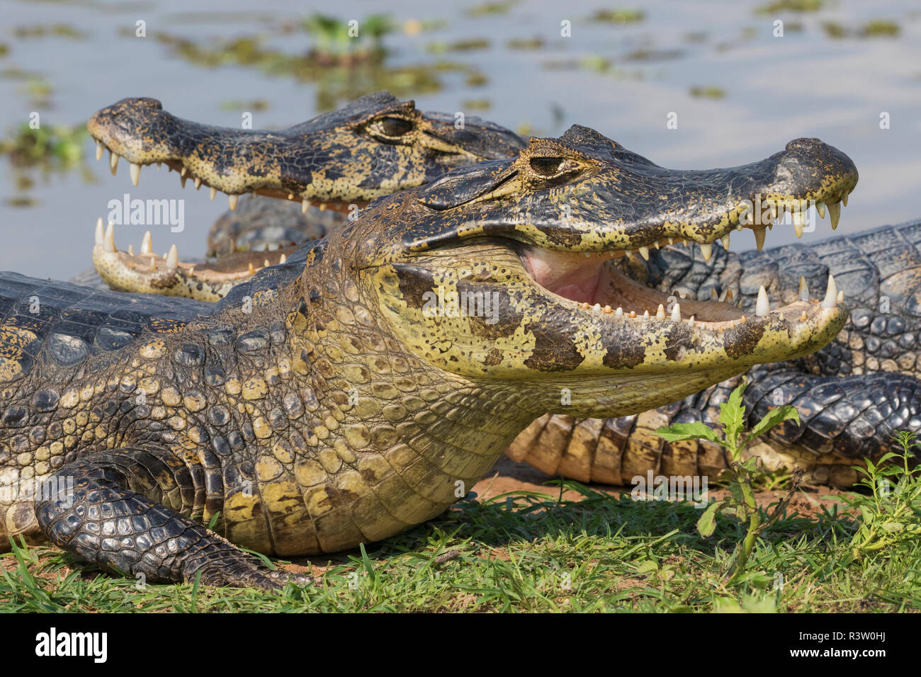 Yacare Caiman basking Stock Photo - Alamy