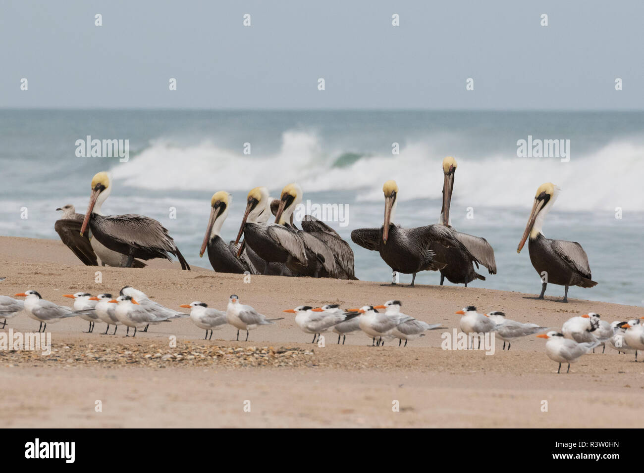 Brown Pelicans and Elegant Terns on the beach Stock Photo - Alamy