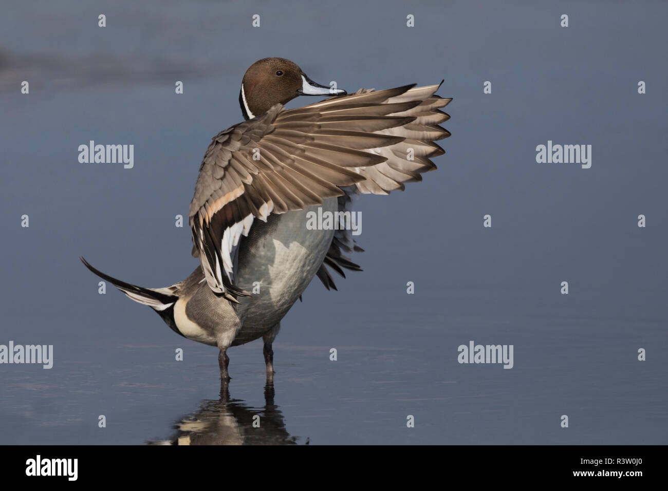 Northern Pintail Drake drying wings Stock Photo - Alamy