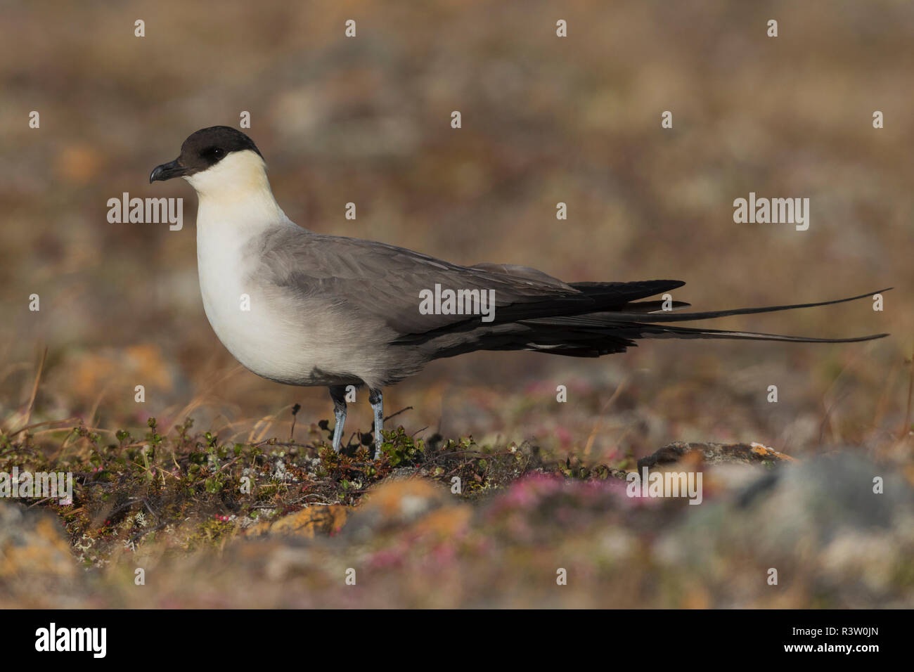 Long tailed jaeger hi-res stock photography and images - Alamy
