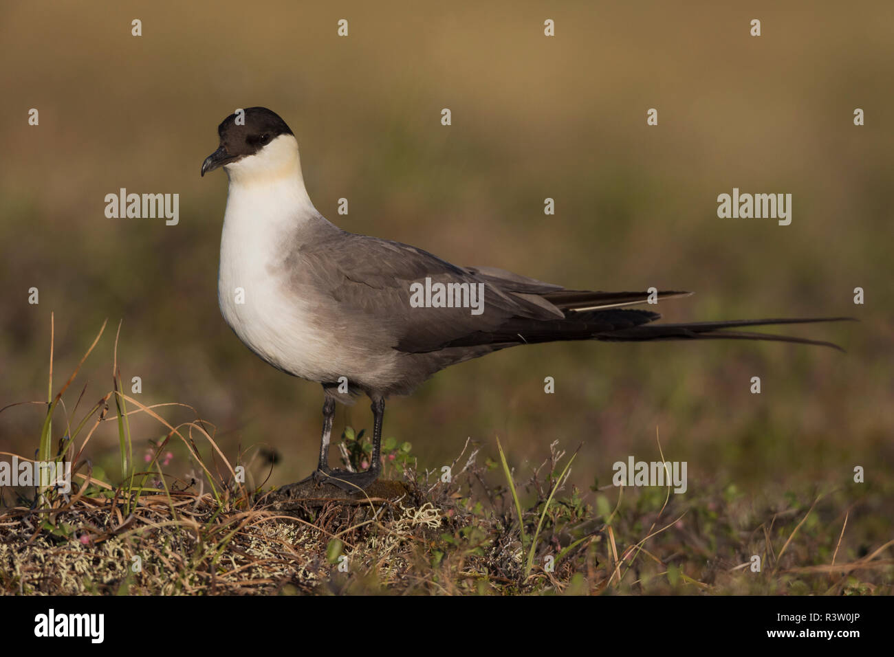Long-tailed Jaeger, arctic tundra Stock Photo - Alamy