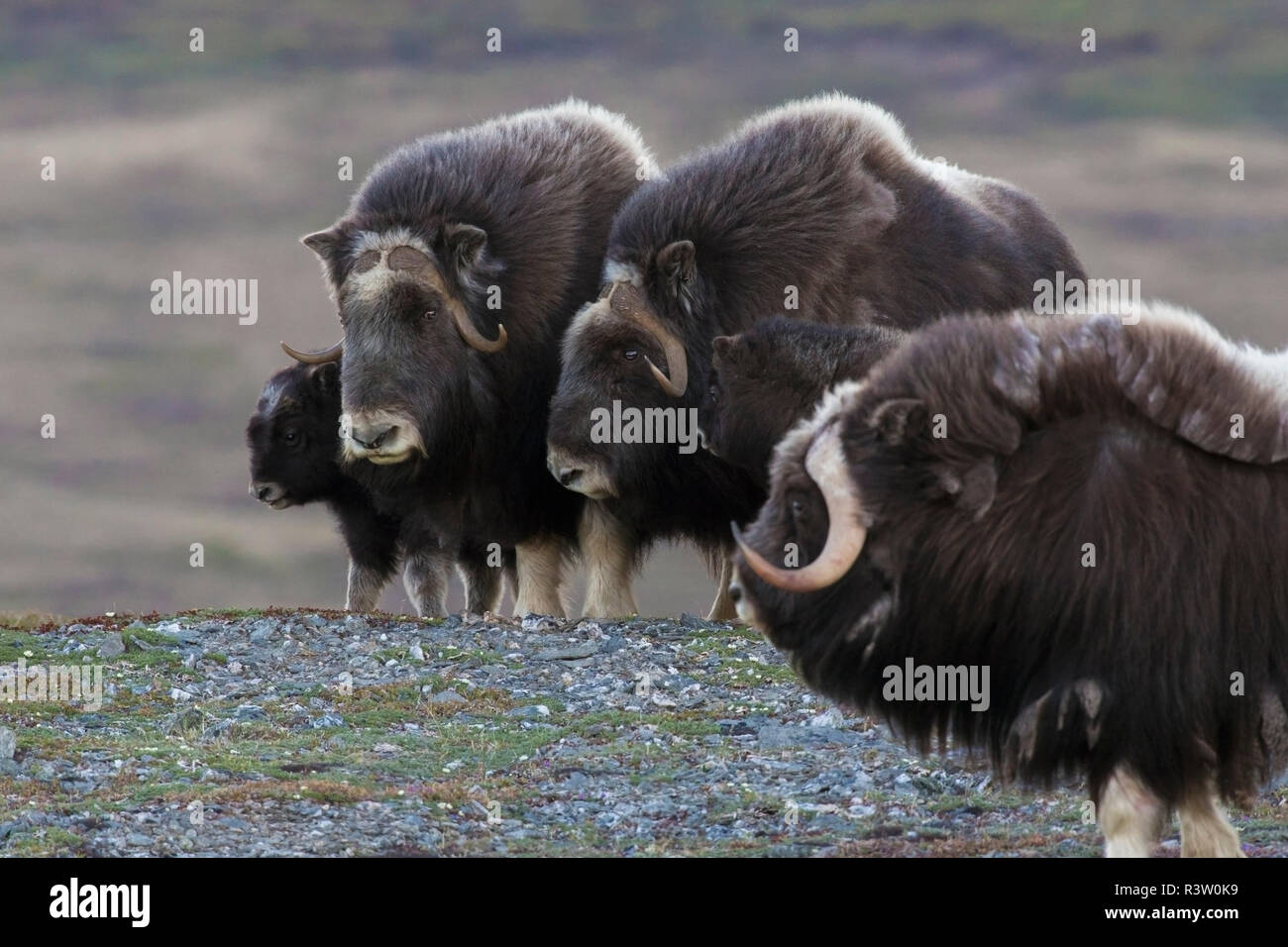 Musk ox ovibos moschatus young hi-res stock photography and images - Alamy