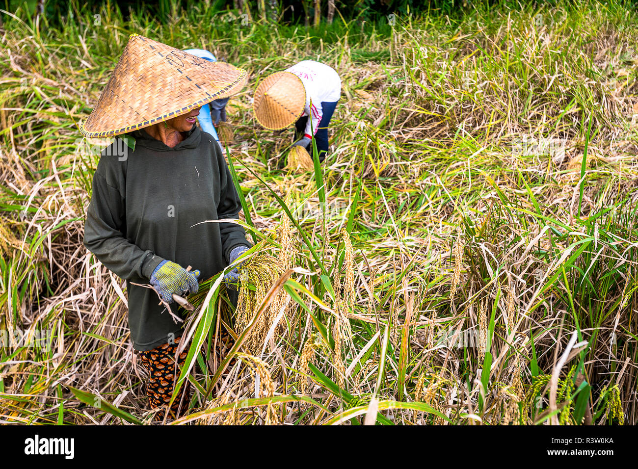 Bali Rice field with workers collecting the crops Stock Photo - Alamy