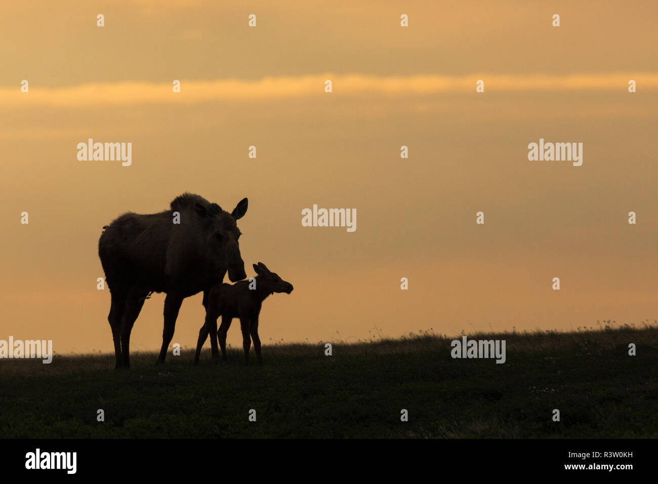 Alaskan Cow Moose with newborn calf Stock Photo - Alamy