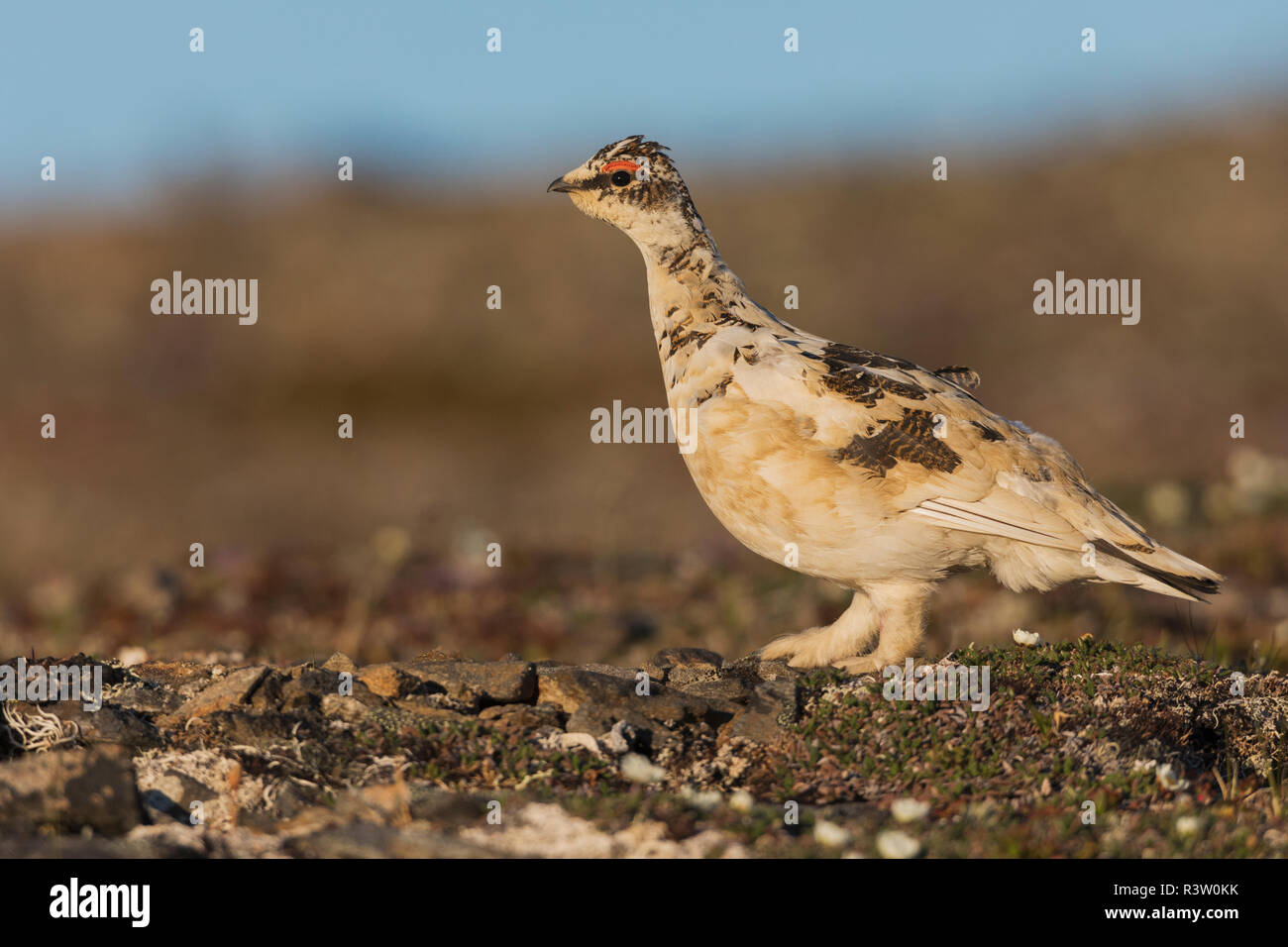 Tundra fauna hi-res stock photography and images - Alamy