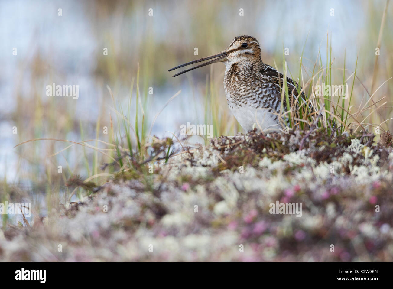 Common Snipe calling Stock Photo - Alamy