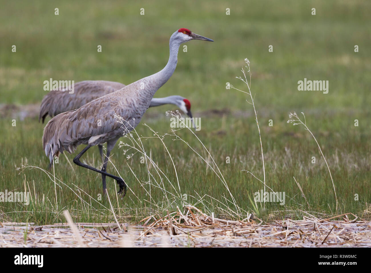Foraging sandhill cranes hi-res stock photography and images - Alamy