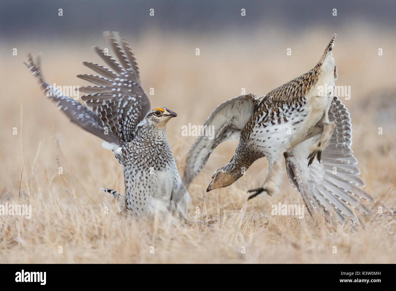 Sharp-tailed Grouse, Males fighting Stock Photo - Alamy