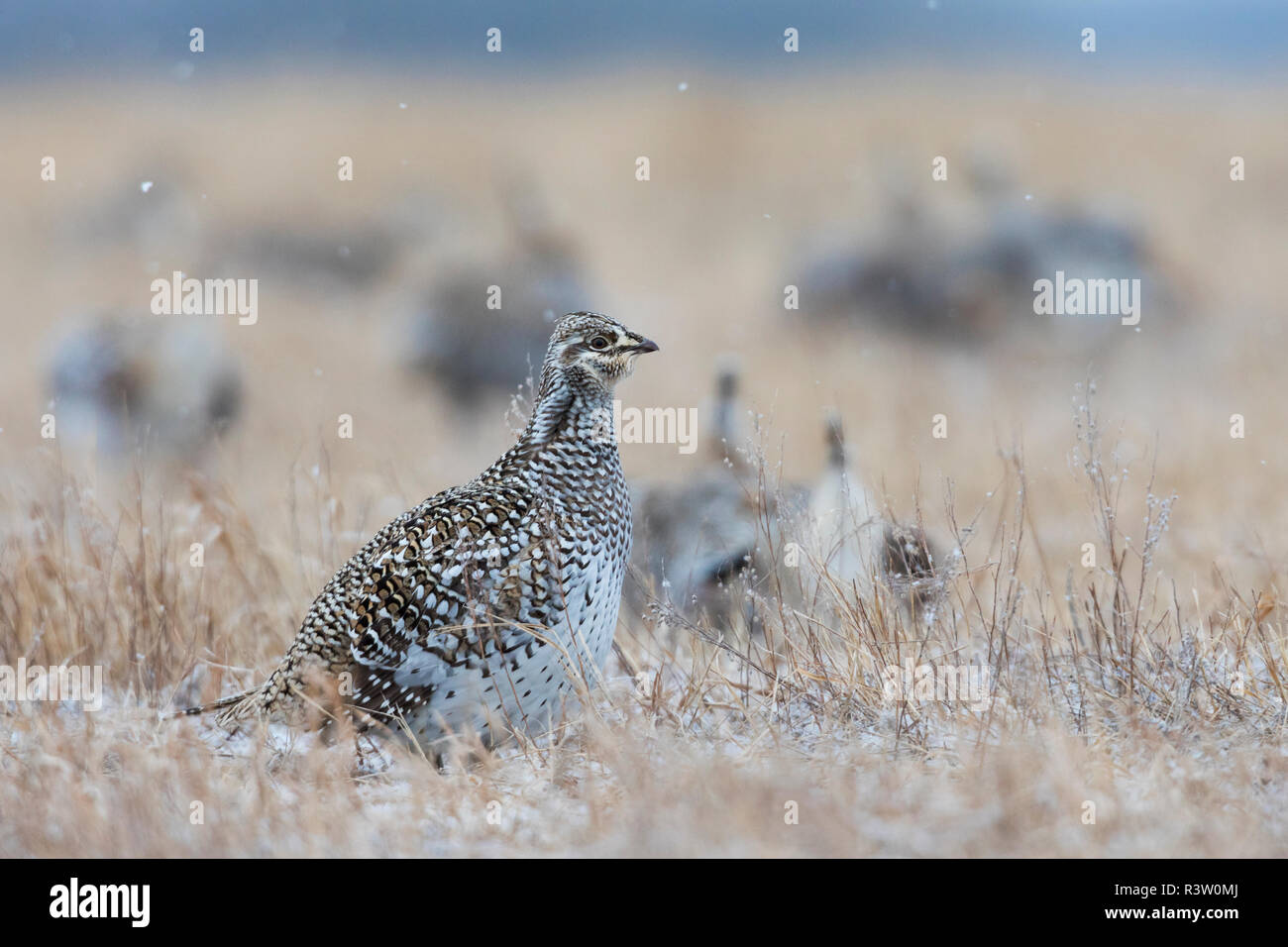 Sharp-tailed Grouse dancing Stock Photo - Alamy
