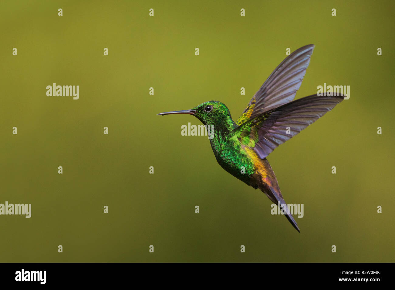Copper rumped hummingbird flying hi-res stock photography and images ...