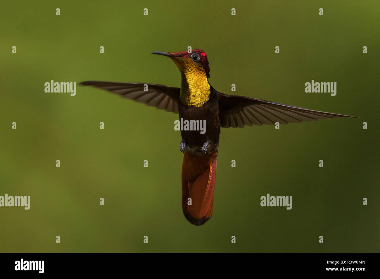 Ken Ruby High Resolution Stock Photography and Images - Alamy