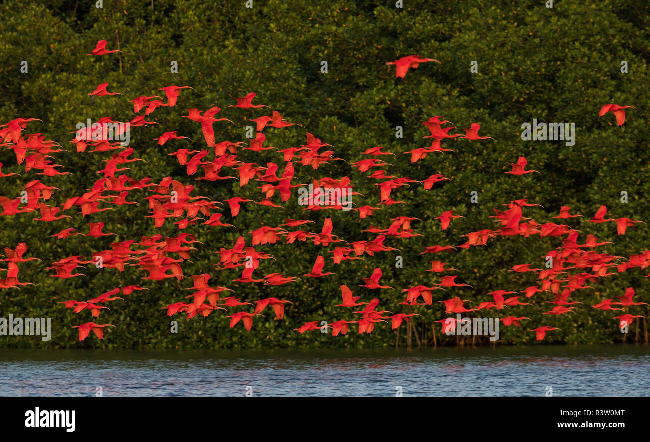 Large flock of Scarlet Ibis Stock Photo - Alamy