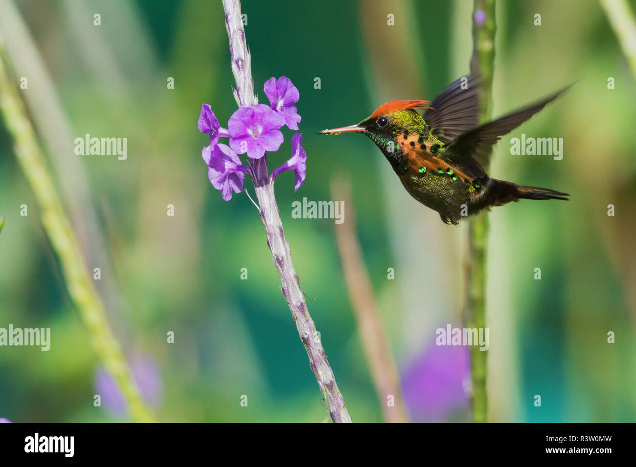 Tufted coquette hummingbird hi-res stock photography and images - Alamy